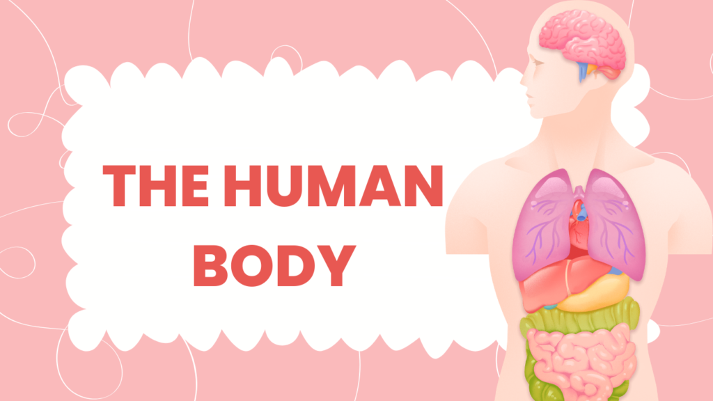 25 Words associated with the human internal body system